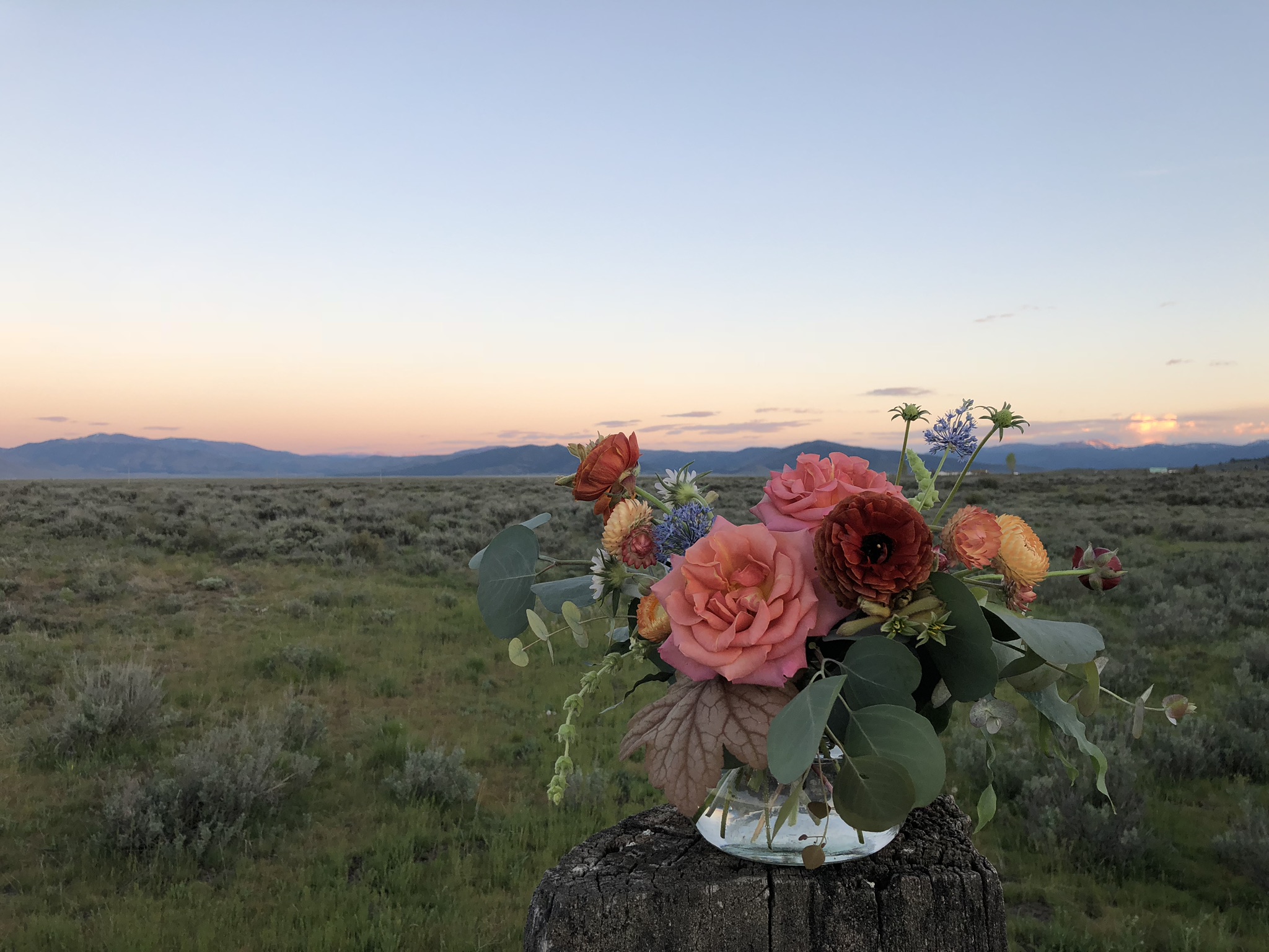 Scenic Root